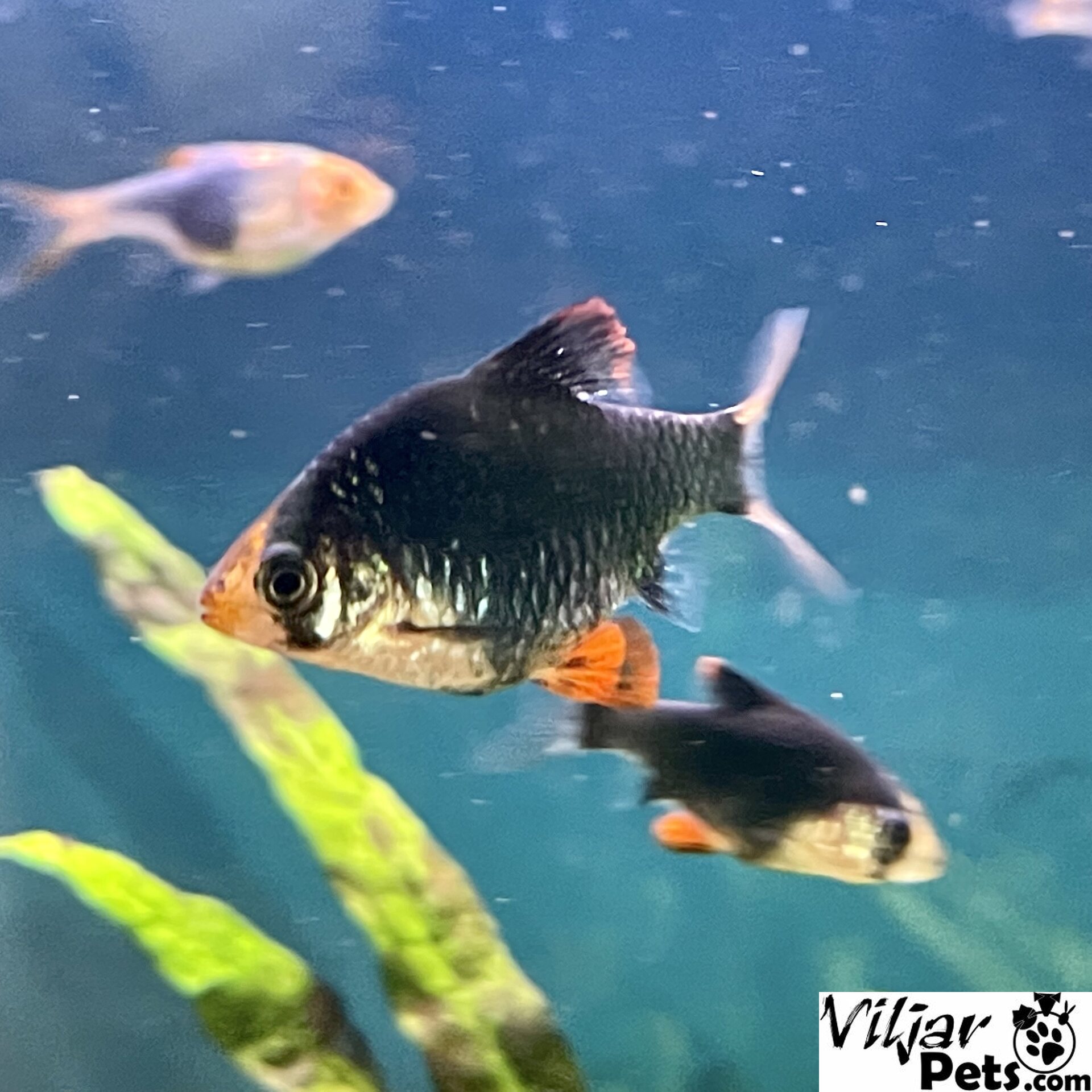 Tiikeribarbi, Puntigrus tetrazona, vihreä | ViljarPets